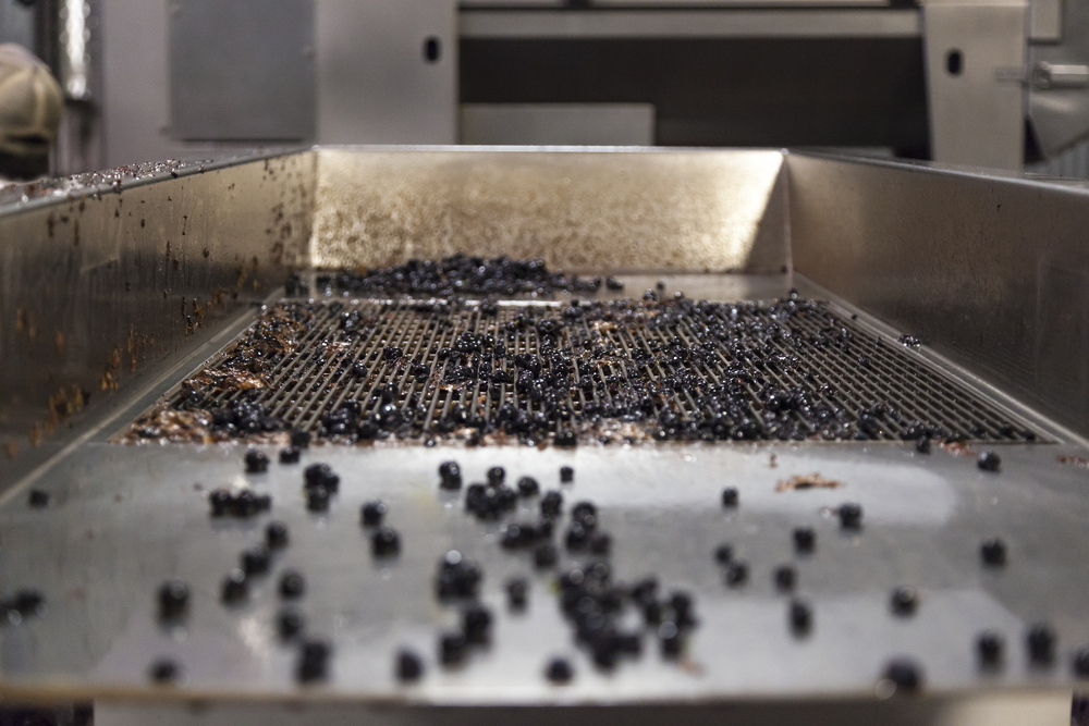 Grape Sorting & Selection Systems | The Sorting Table Napa